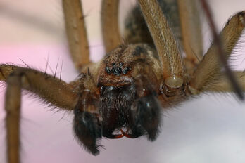 Hobo spider (Tegenaria agrestis) | Arachnipedia Wiki | Fandom