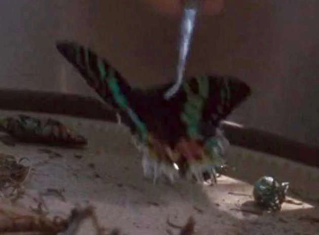 Photius manlii | Arachnophobia Wiki | Fandom