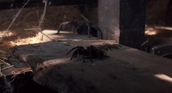 Canaima spider colony | Arachnophobia Wiki | Fandom