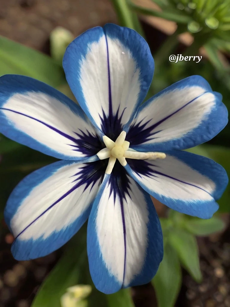 Adelin Flower | Aralath Wiki | Fandom