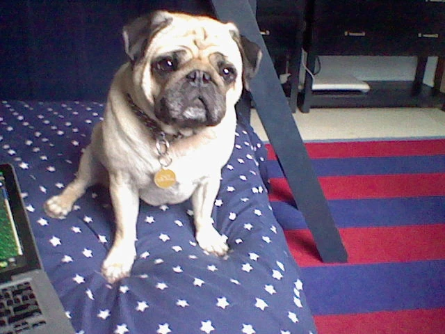 Jack | A Random Stuff Wiki | Fandom