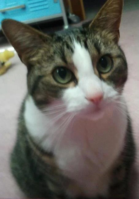 Tom | A Random Stuff Wiki | Fandom