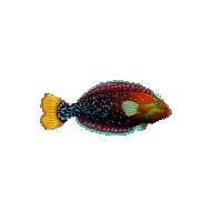 Fish | Arcadius Wiki | Fandom