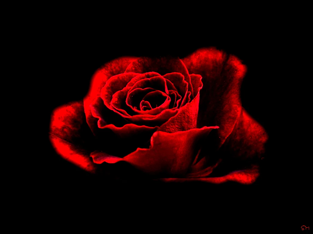 The Blood Rose | Arcane Odyssey OCs Wiki | Fandom