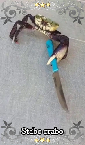 Stabo crabo | ArcAngela/Grand Order Wiki | Fandom