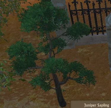 Juniper | ArcheAge Wiki | Fandom