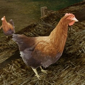 Amy's Chicken - ArcheAge Wiki