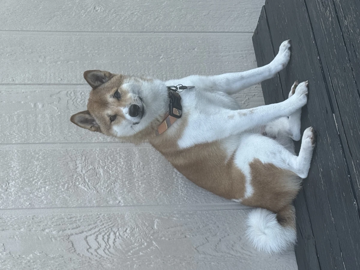 Bingo | Archie and bingo Wiki | Fandom