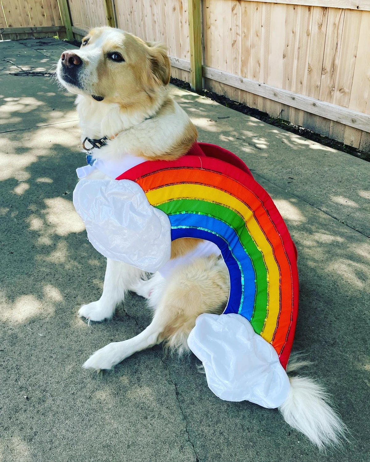Archie’s rainbow costume | Archie and bingo Wiki | Fandom
