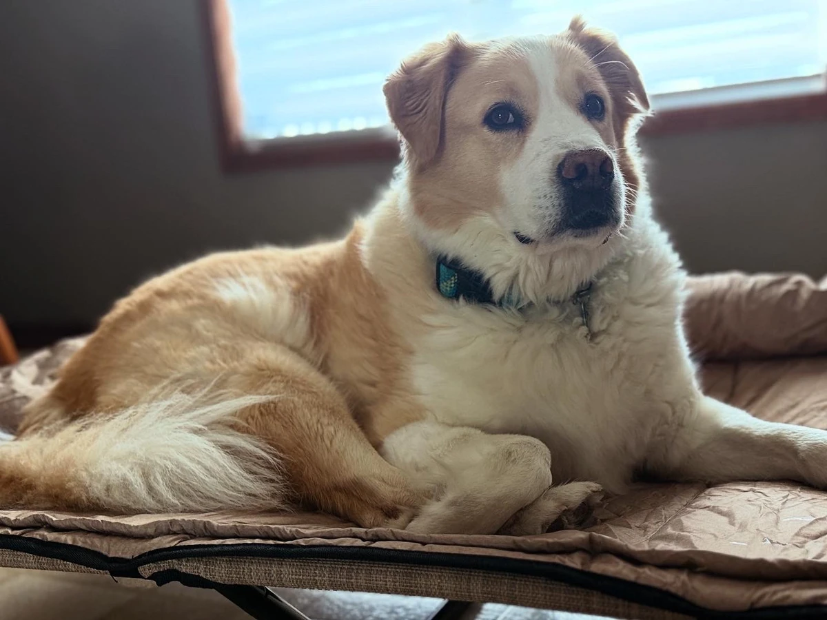 Archie | Archie and bingo Wiki | Fandom