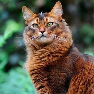 Nimble Crow | Archiving My Story Characters Wiki | Fandom