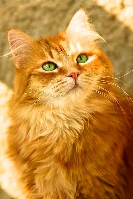 Feather-ripple | Archiving My Story Characters Wiki | Fandom