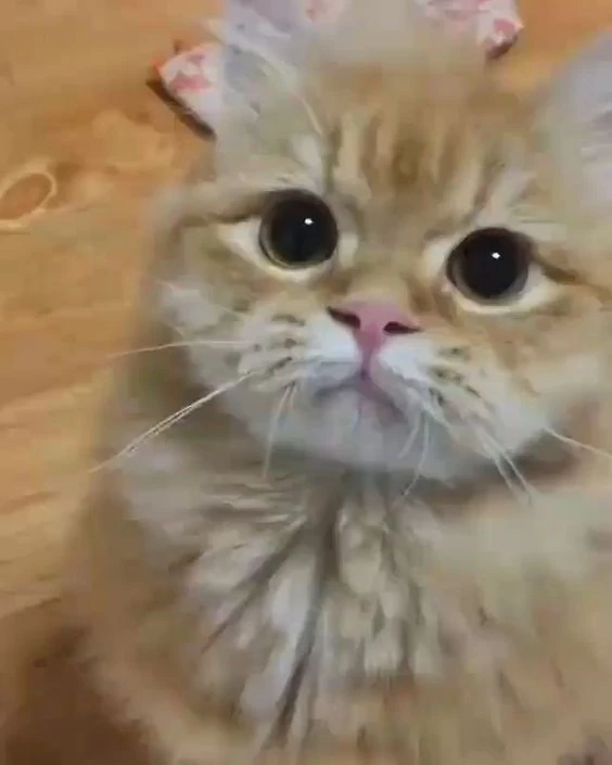 Sun Paws | Archiving My Story Characters Wiki | Fandom