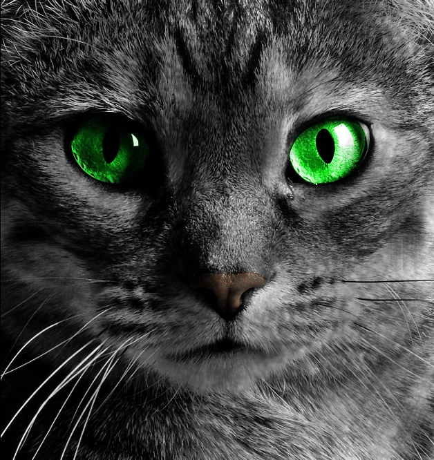 Vole Caught In Thick Vines | Archiving My Story Characters Wiki | Fandom