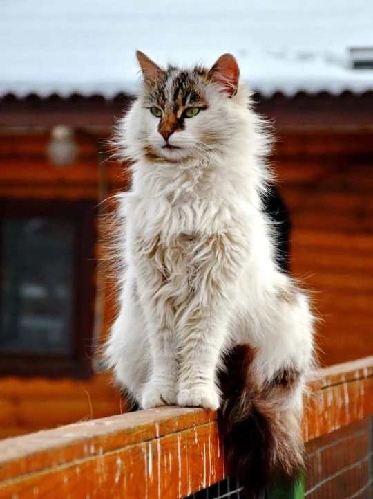 Dustpatch | Archiving My Story Characters Wiki | Fandom