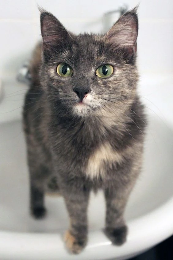 Midnight Shadow | Archiving My Story Characters Wiki | Fandom