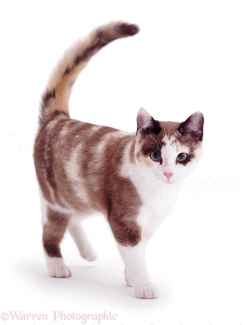 Oatpaw Archiving My Story Characters Wiki Fandom