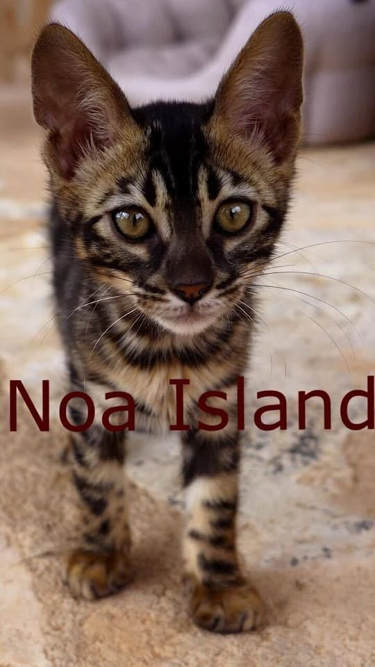 Soot Dust | Archiving My Story Characters Wiki | Fandom