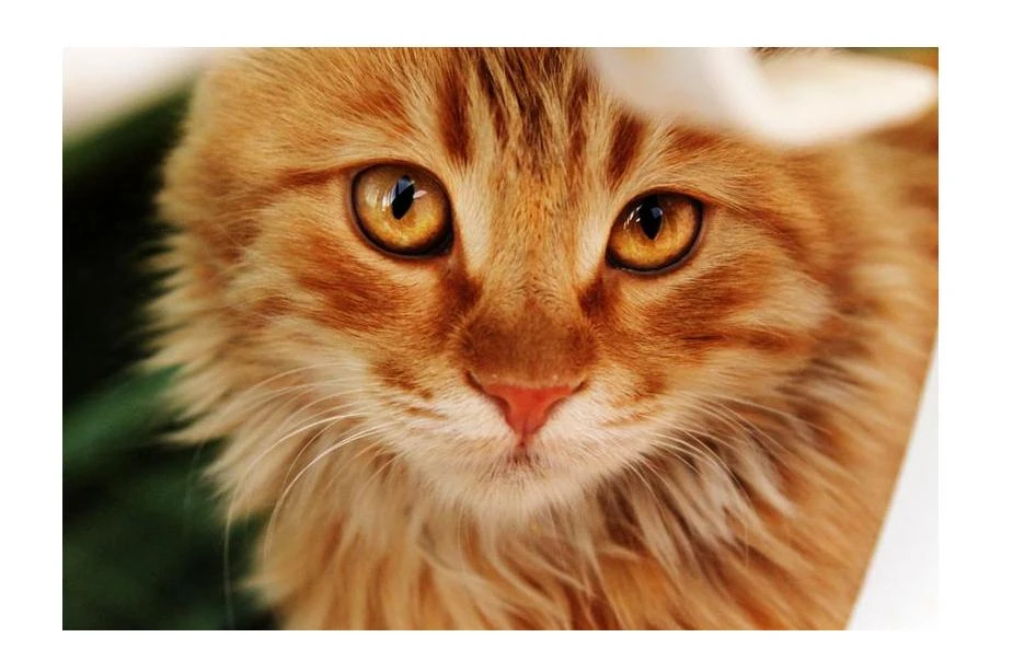 Embertail | Archiving My Story Characters Wiki | Fandom