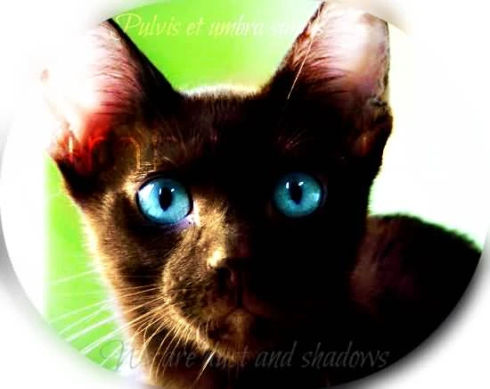 Howl Heard From Mountain Peak | Archiving My Story Characters Wiki | Fandom