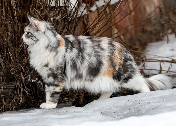 Sparkkit | Archiving My Story Characters Wiki | Fandom