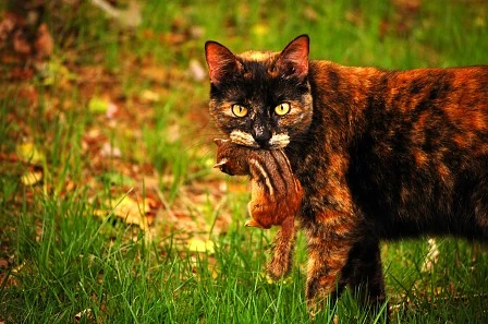 Rowanfur | Archiving My Story Characters Wiki | Fandom