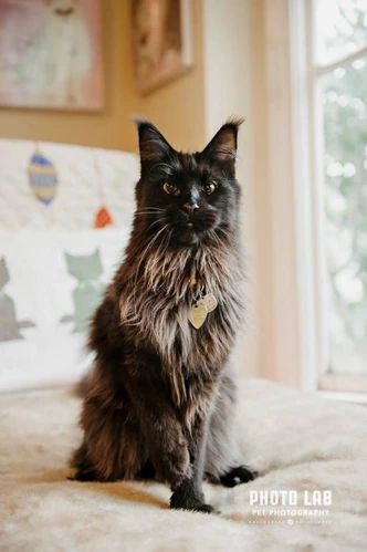 Shellfur | Archiving My Story Characters Wiki | Fandom