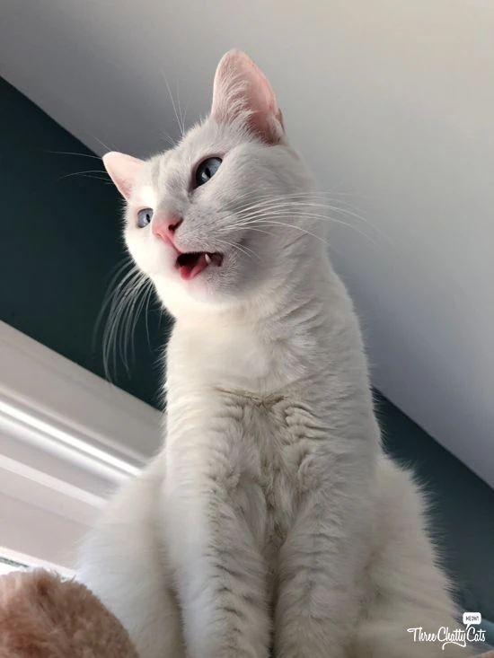 Frost Rabbit | Archiving My Story Characters Wiki | Fandom