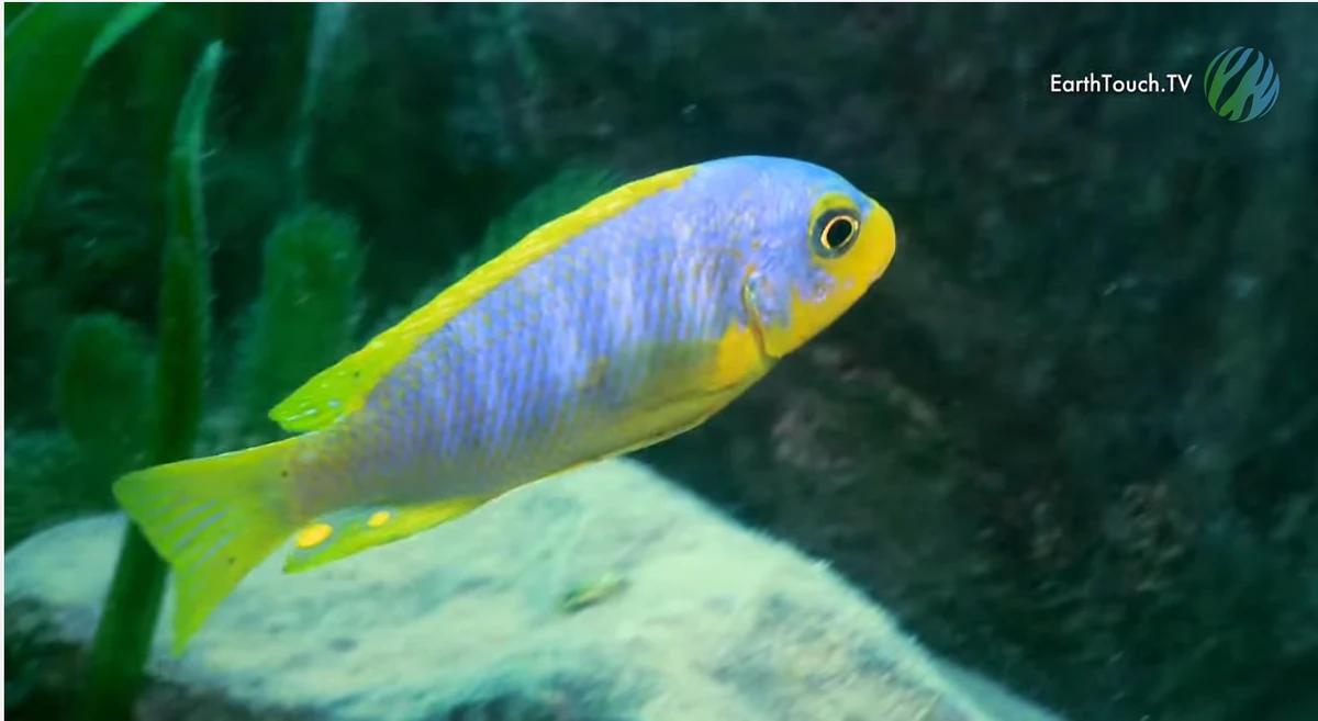 Papa Fish | Arcus Wiki | Fandom