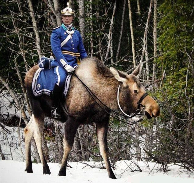 Elk | Arcus Wiki | Fandom