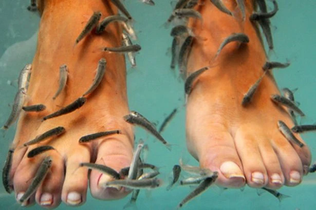 Fish Foot Bath | Arcus Wiki | Fandom