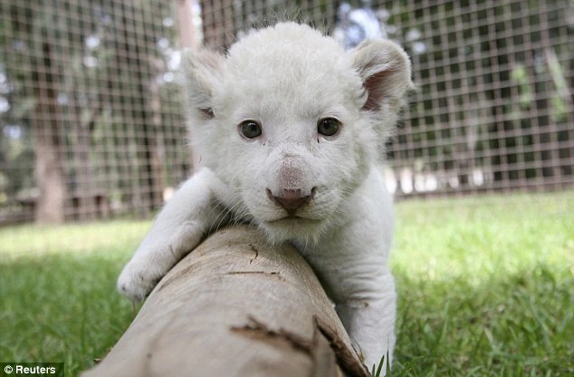 Great Lion | Arcus Wiki | Fandom