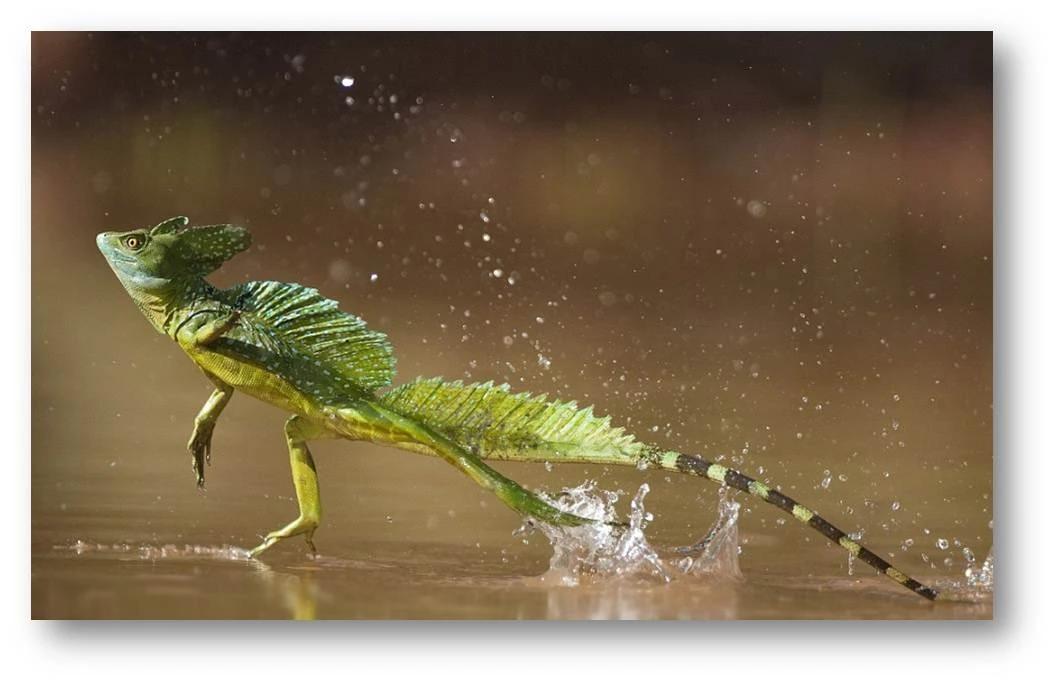 Water Runner | Arcus Wiki | Fandom