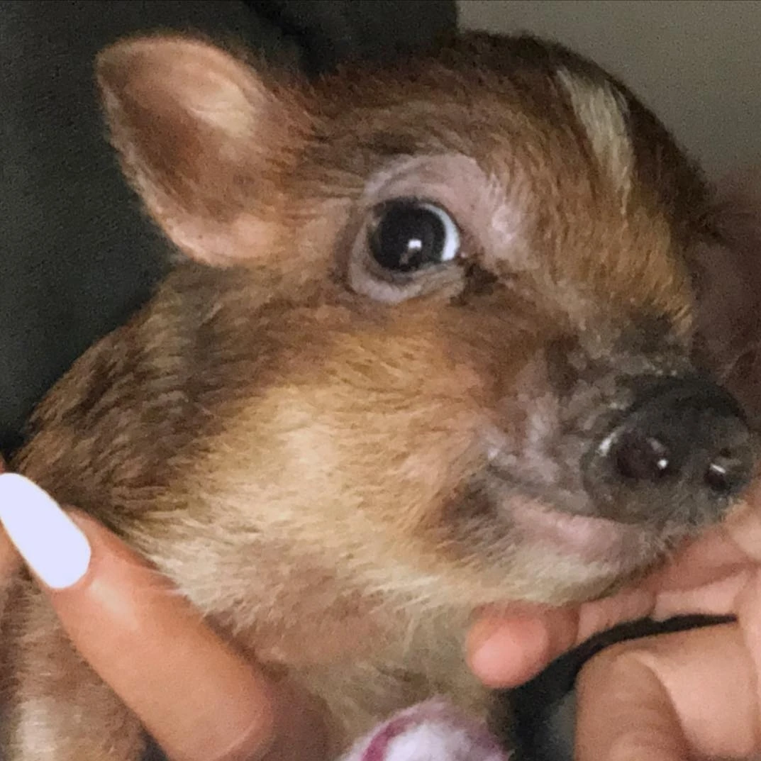 Piggy Smallz | Ariana Grande Wiki | Fandom