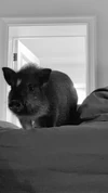 Piggy Smallz | Ariana Grande Wiki | Fandom