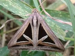 Butterfly | Arithmetic Triangle Wiki | Fandom