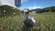 Dodo | ARK: Survival Evolved Wiki | Fandom