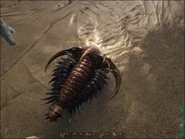 Trilobite | ARK: Survival Evolved Wiki | Fandom