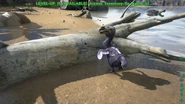 Dodo | ARK: Survival Evolved Wiki | Fandom