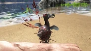 Dodo | ARK: Survival Evolved Wiki | Fandom