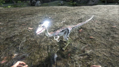 Компсогнат — вики по игре ARK: Survival Evolved