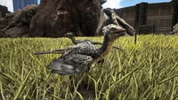 Arqueoptérix - Wiki de ARK: Survival Evolved