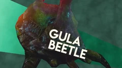 Gula Beetle - ARK: Survival Evolved Wiki