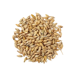 Barley Seed (Primitive Plus) - ARK: Survival Evolved Wiki