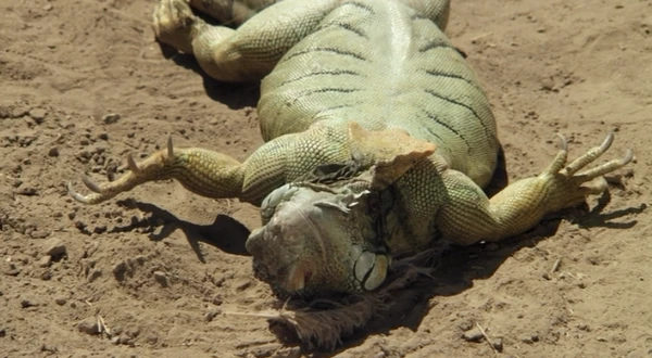 Sedated Animals | Arrested Development Wiki | Fandom