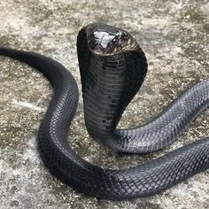 Dante | Arrow Fanon Wiki | Fandom