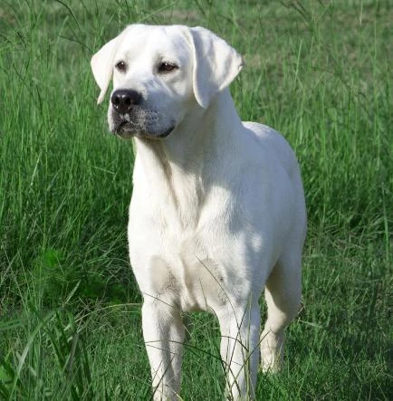 Krypto | Arrow Fanon Wiki | Fandom