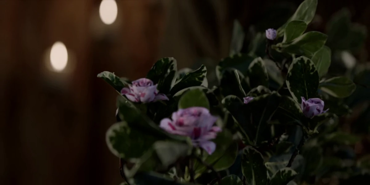 Desert Rose | Arrowverse Wiki | Fandom