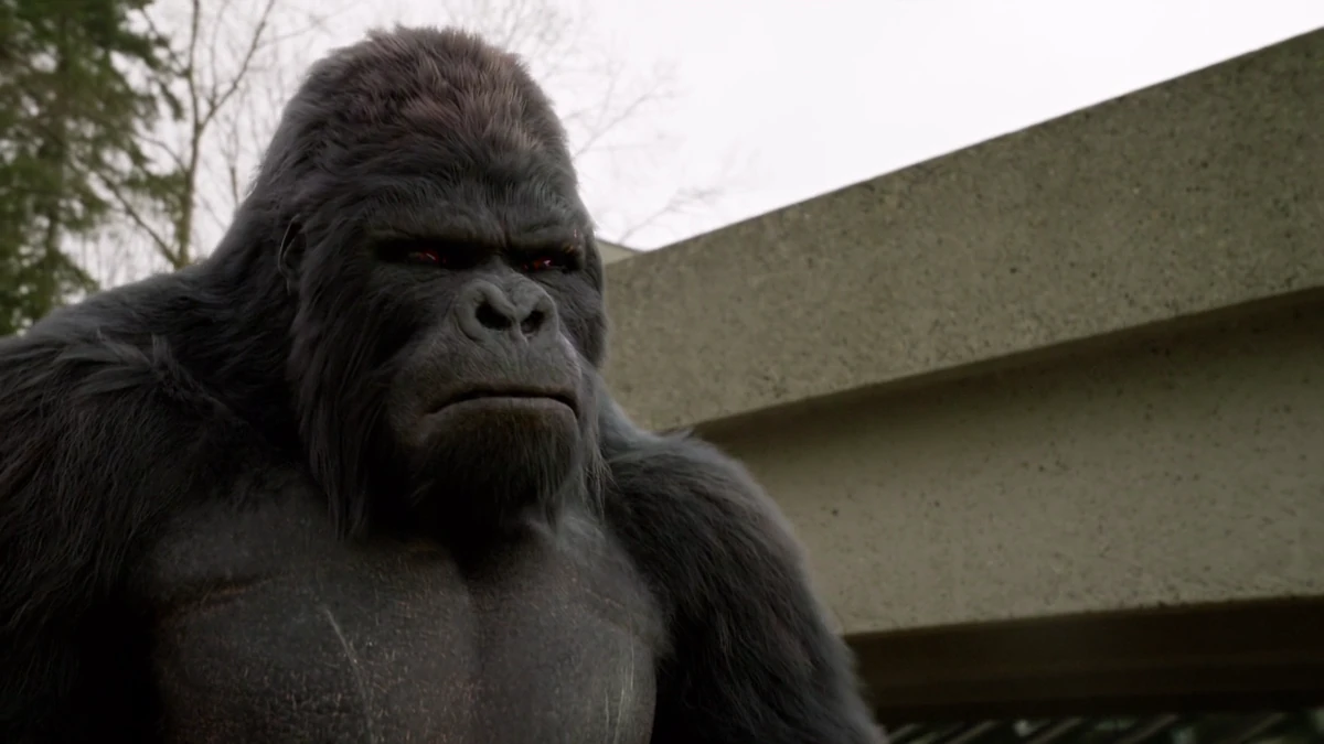 Grodd | Arrowwersum | Fandom