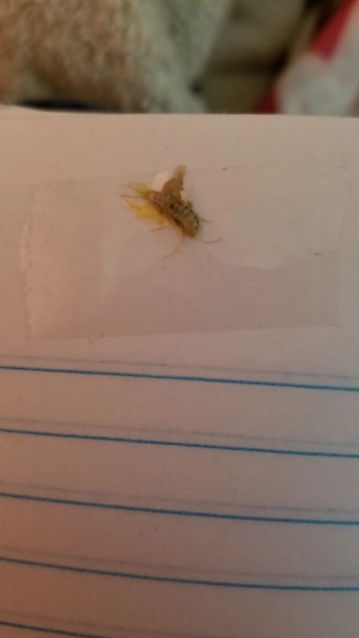 The Hell Bug | Artheaven Wiki | Fandom